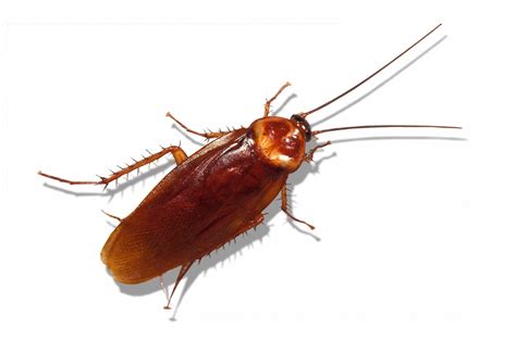 Enfermedades Por Cucaracha Aprende Cuáles Son Para Cuidarte
