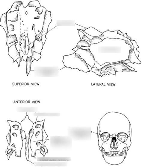 Ethmoid Bone Diagram Quizlet