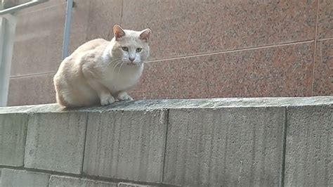 뭘 봐요 Youtube