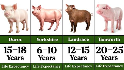 Life Expectancy Of Different Pig Breeds Youtube