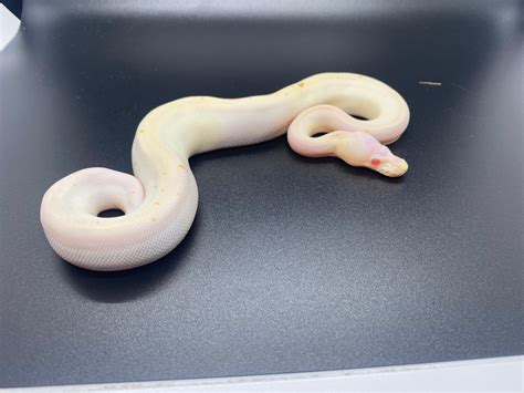 Super Black Pastel Albino 100 Het Pied Blizzard Red Eyed Lucy Ball Python By Superlative