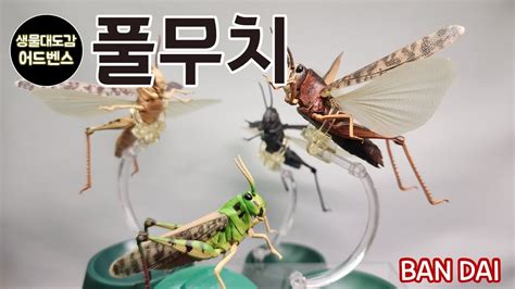 생물대도감 어드벤스 풀무치 Youtube
