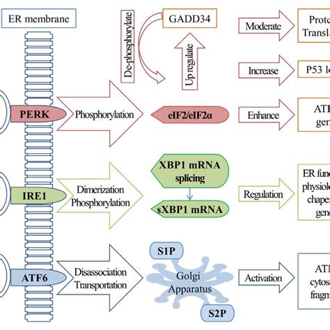 Upr Associated Pathways Upr Pathways Play Important Roles In Cell