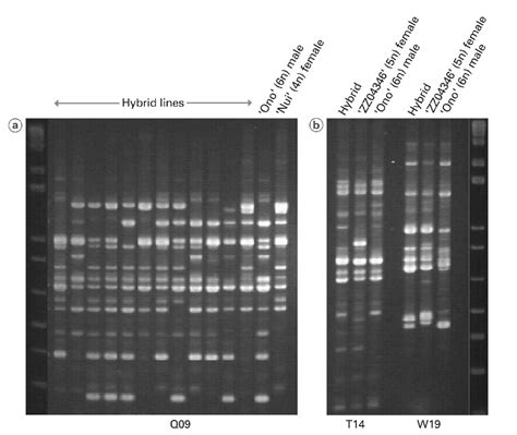 Segregation Of Random Amplified Polymorphic Dna Bands In Vaccinium