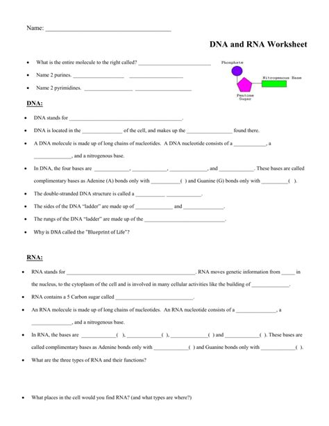 Dna And Rna Worksheet Structure And Function