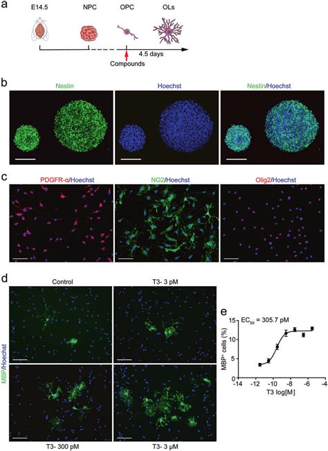 Npc Based Differentiation Assay To Identify Modulators Of Ol