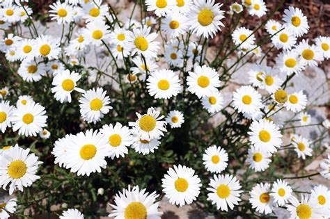 400000 Free 꽃 프래임 And Flower Images Pixabay