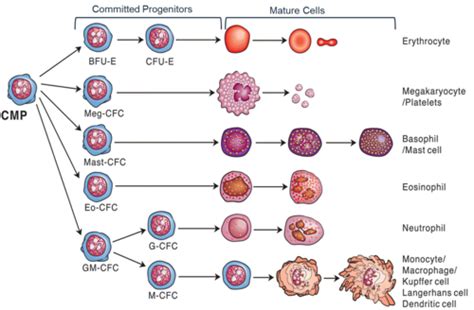 Leukogram Flashcards Quizlet