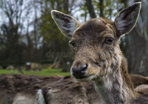 Cute Fallow Deer Stock Image Image Of Stands Close 58475841