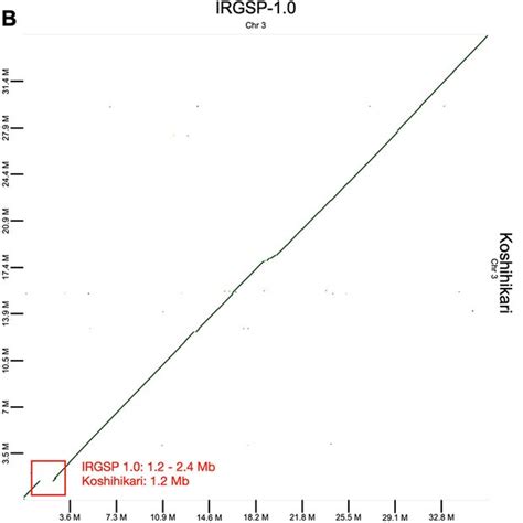 Alignment Of The Koshihikari Draft Genome And Nipponbare Reference Download Scientific Diagram