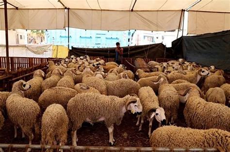Marché et prix des ovins et caprins à lapproche l Aïd Al Adha