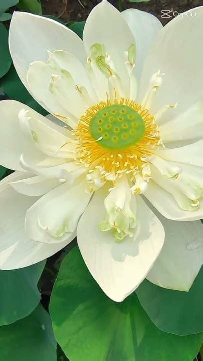 เพลง บทสวดยอดพระกัณฑ์ไตรปิฎก เสริมสิริมงคล Youtube