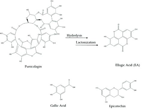Chemical Structures Of The Major Components Present In Ppe Smiles From Download Scientific
