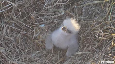 Happy One Month Birthday E23 Lets Revisit The Eaglets First Month