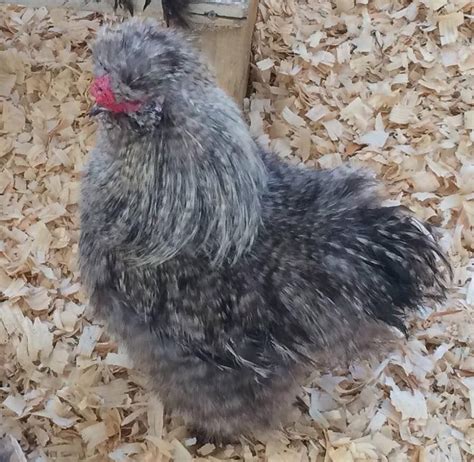 a silkie with the barred feather pattern is called a cuckoo sikie this