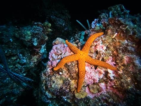 100 Starfish Wallpapers