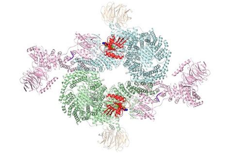 Scientists Unlock Structure Of Mtor A Key Cancer Cell Signaling Protein Memorial Sloan