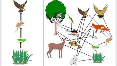 Food Chain Youtube
