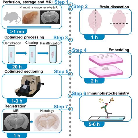 Protocol For Tissue Processing And Paraffin Embedding Of Mouse Brains