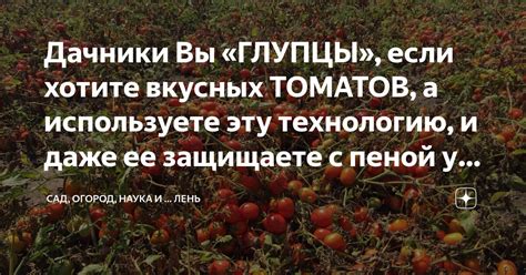 Дачники Вы «ГЛУПЦЫ если хотите вкусных ТОМАТОВ а используете эту технологию и даже ее