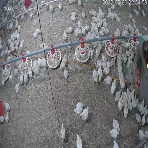poultry management system object detection dataset by brentplace