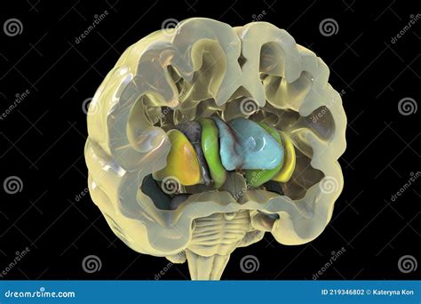 Human Brain Anatomy Basal Ganglia 3d Illustration Stock Illustration