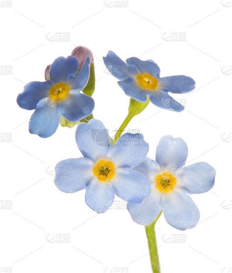 浅蓝色勿忘我花在白色