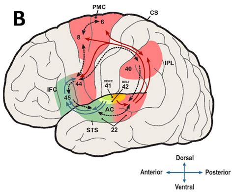Where When And How Are They All Sensorimotor Towards A Unified View Of The Dorsal Pathway In