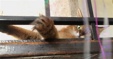 impromptu playtime and photo session summer s fabulous cat life