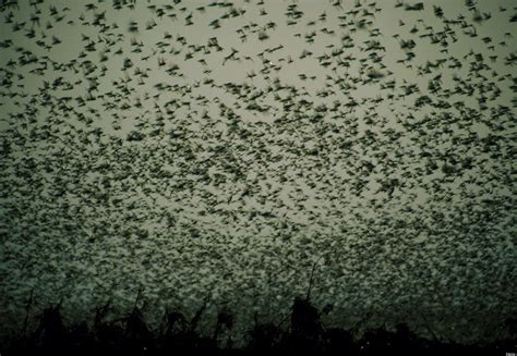 Echoes From The Geekcave Rma Insect Swarm