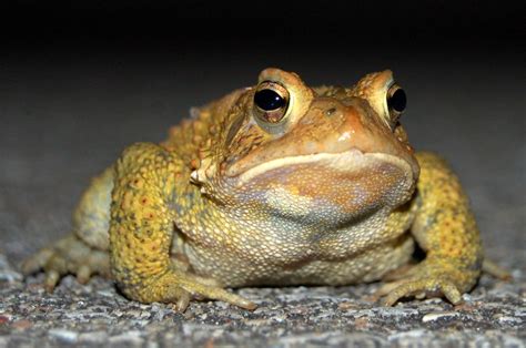 True Toad Alchetron The Free Social Encyclopedia