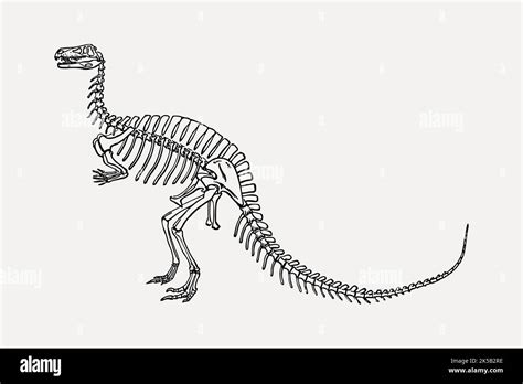 Dinosaur Fossil Collage Element Drawing Illustration Vector Stock