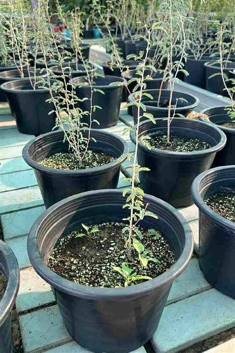 Buy Ghaf Mini National Tree Of Uae Plantshopme