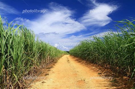 サトウキビ畑 写真素材 4473750 フォトライブラリー photolibrary