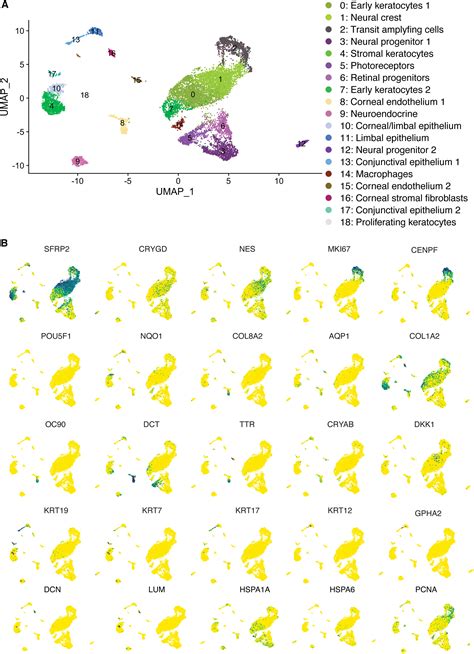 Single Cell Transcriptomic Analysis Of Corneal Organoids During