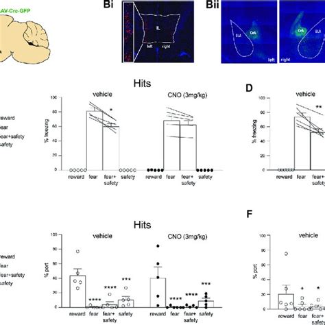 Experiment 2 Chemogenetic Inhibition Of Bla Projecting Il Neurons Did