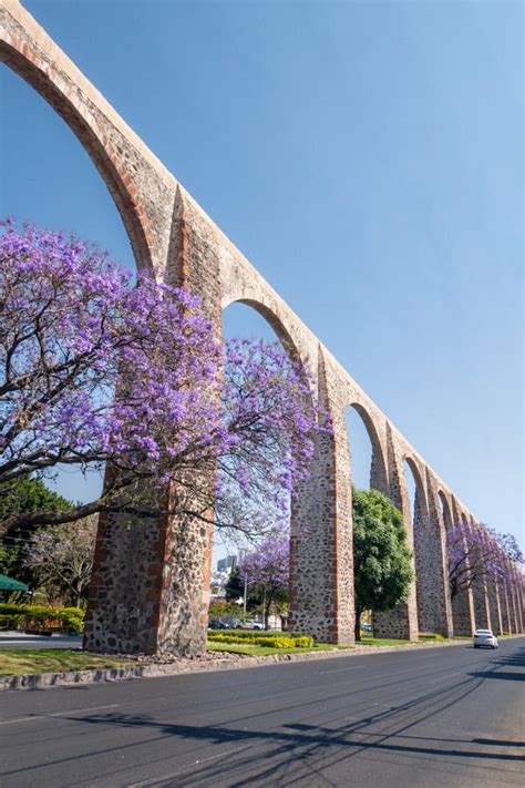 Queretaro Mexico Aqueduct With Jacaranda Tree And Purple Flowers Stock