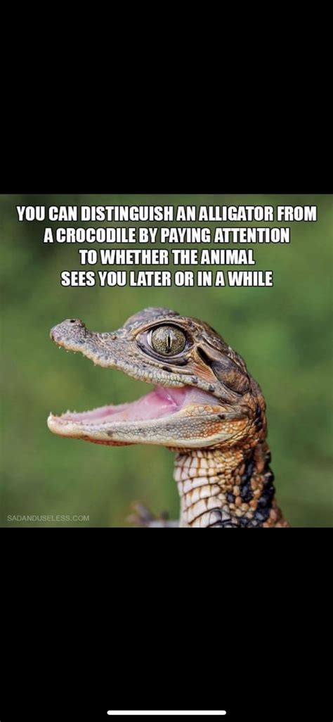 See Ya Later Alligator Meme Guy