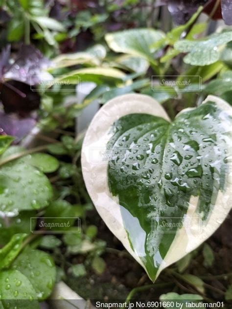 植物のクローズアップの写真・画像素材 6901660 Snapmart（スナップマート）