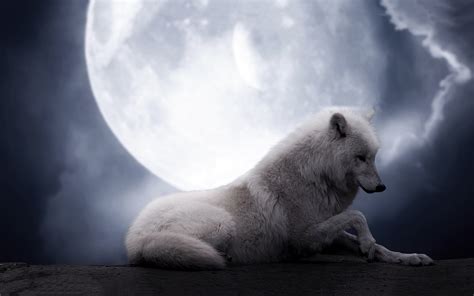 White Wolf Full Moon Wallpaper 1920x1200 14570