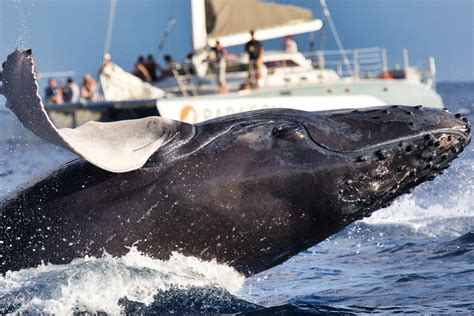 Balena Sbuca Dall Acqua E Affonda Una Barca Il Video Impressionante