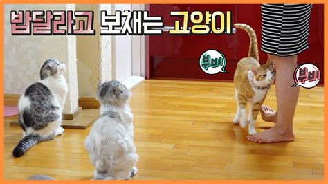 고양이 밥그릇을 뺏었어요 ㅋㅋ YouTube