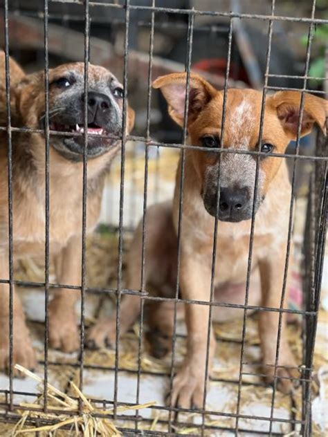 Australian Stumpy Tail Dogs And Puppies Gumtree Australia Caboolture