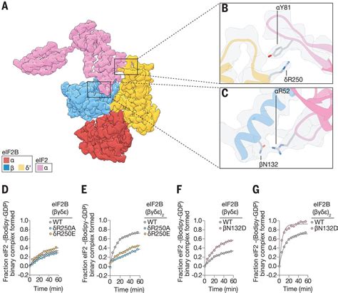 EIF2B Catalyzed Nucleotide Exchange And Phosphoregulation By The