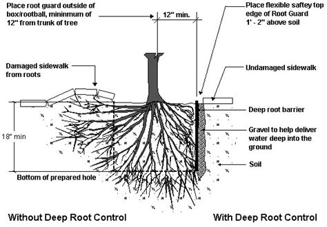 Protect Your Hardscapes With Century Root Barriers Garden View