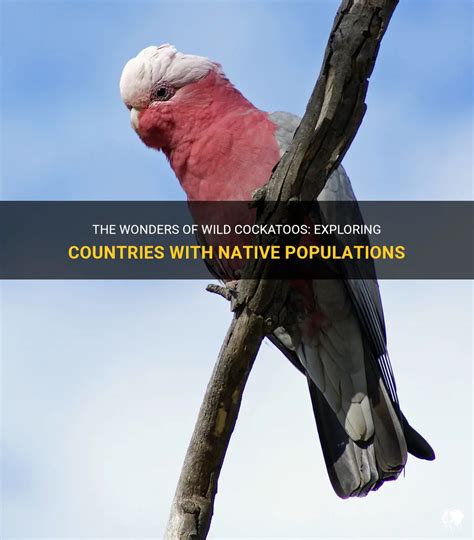 The Wonders Of Wild Cockatoos Exploring Countries With Native