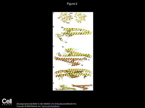 Structural Basis For Budding By The ESCRT III Factor CHMP Ppt Download