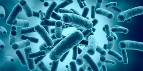 Bifidobacterium Infantis Packaging Type Hdpe Drums And Ldpe Bags