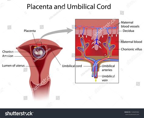Placenta Labeled Stock Illustration 163605584 Shutterstock