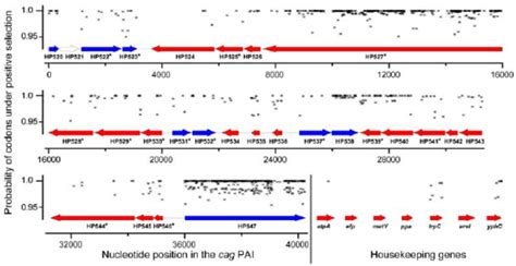 Sliding Window Map Of Maximum Likelihood Analysis Of Codons To Be Under